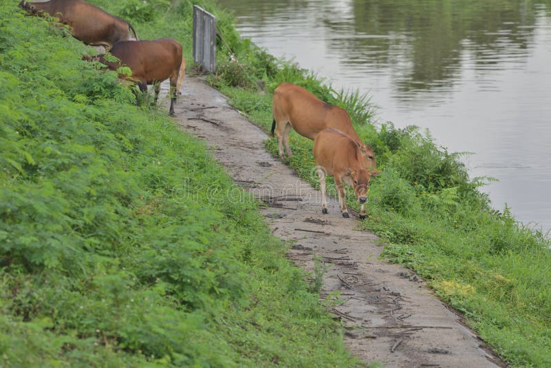 Cow Herd stock photo. Image of herd, hair, peace, rainbow - 184754906