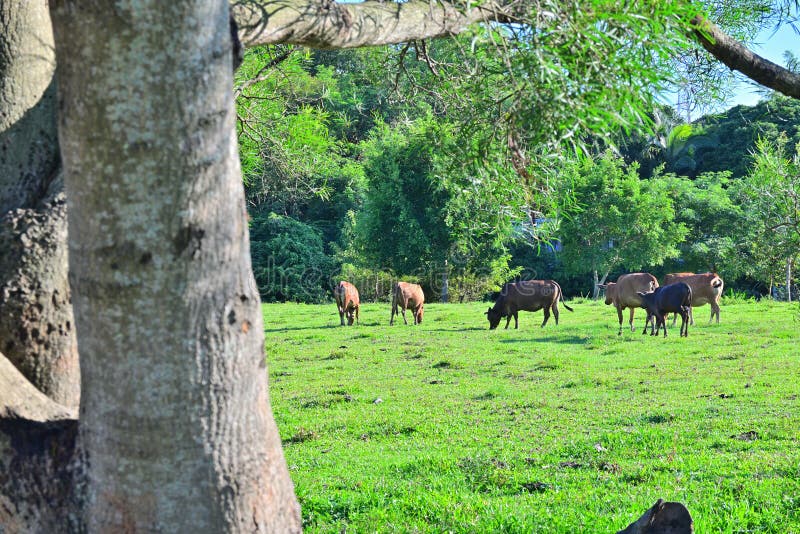 Cow Herd ceat grass stock image. Image of herd, grass - 258086481
