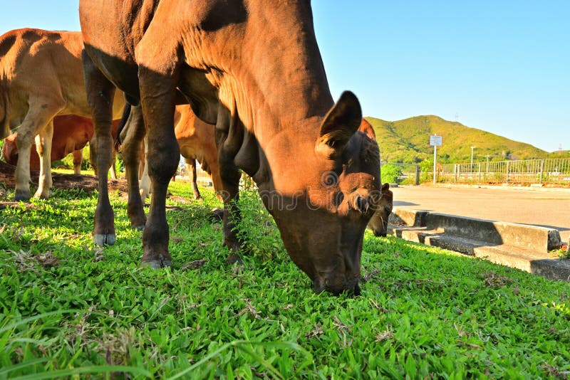 Cow Herd ceat grass stock photo. Image of cattle, line - 258086490