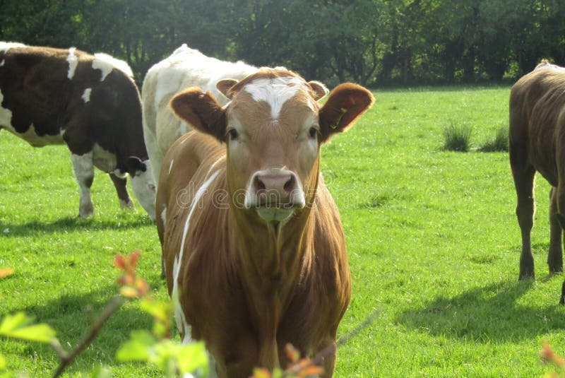 A Cow stock image. Image of cows, field, cheeky, herd - 120509815