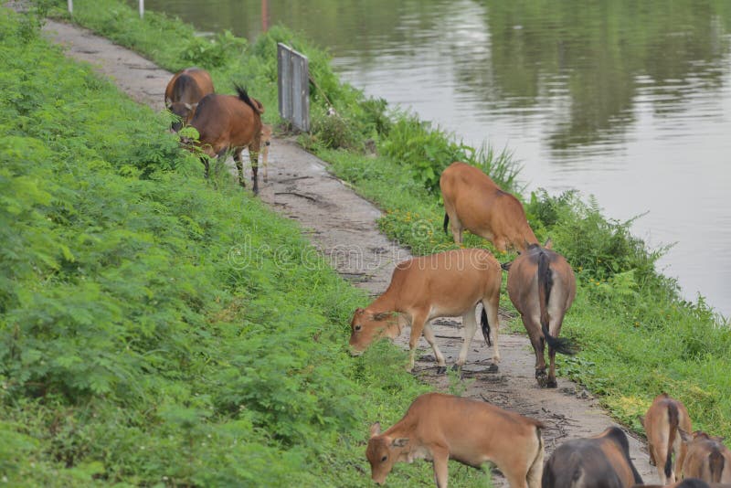 Cow Herd stock image. Image of sharp, farm, animal, hong - 184754949