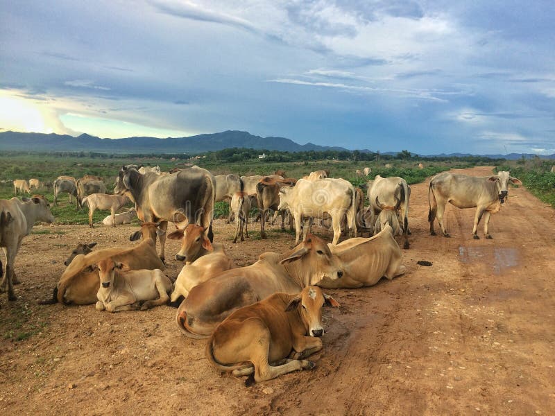 Cow herd in pasture stock image. Image of herd, food - 97808213