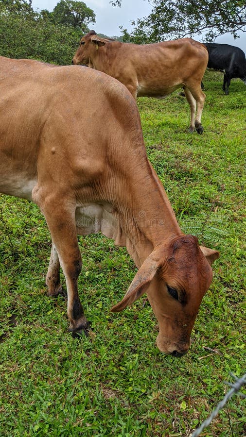 A Cow Herd in the Rainforest of Costa Rica Stock Image - Image of ...