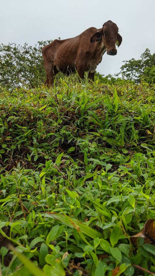 A Cow Herd in the Rainforest of Costa Rica Stock Image - Image of ...
