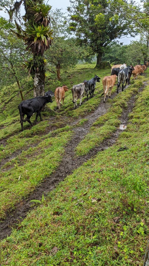 A Cow Herd in the Rainforest of Costa Rica Stock Image - Image of herd ...