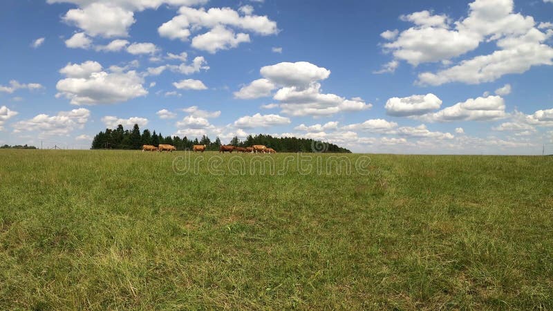 Cow Herd Walk in the Meadow and Grazing. German Cows Outside in the ...
