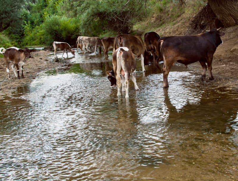 The Cow Herd at the Watering Place Stock Image - Image of animal ...
