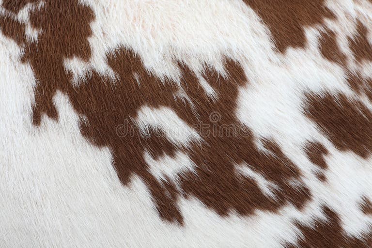 15,945 Cowhide Suspenders Stock Photos - Free & Royalty-Free Stock ...