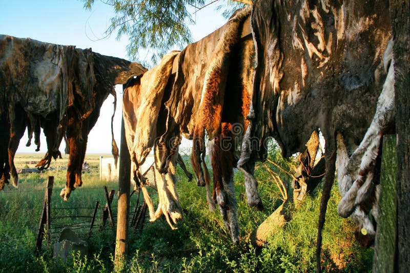 Cow Hides Drying in the Sun in the Green Field Stock Image - Image of ...