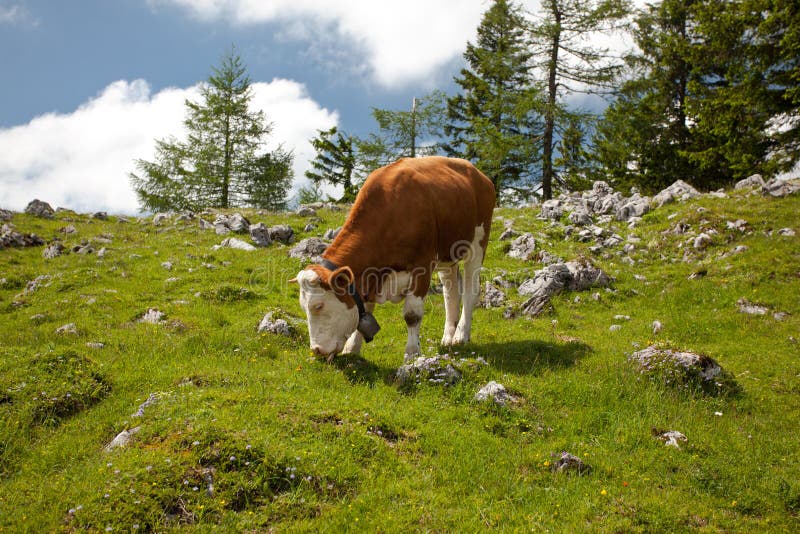 Cow stock image. Image of white, cattle, sisters, german - 32441007