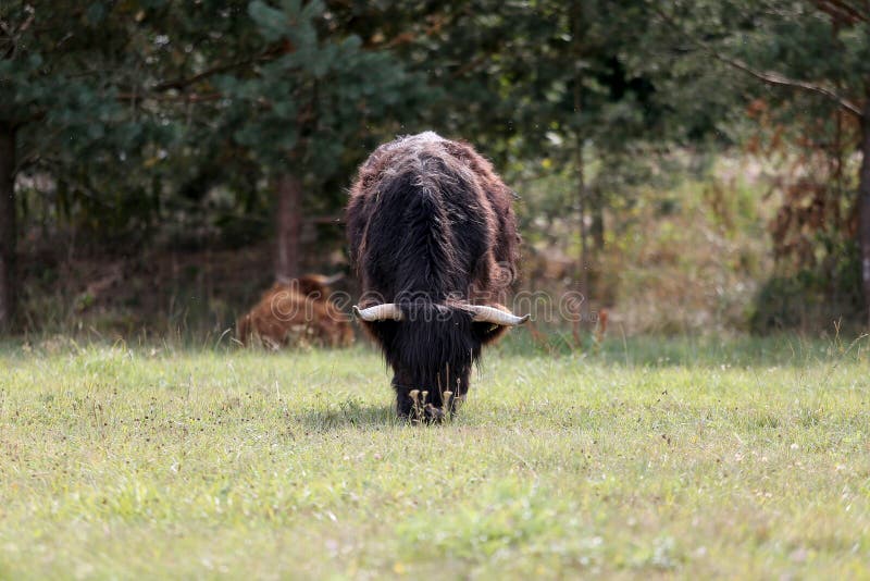 A Cow in a High Mountain Cow on a Lithuanian Farm Stock Photo - Image ...