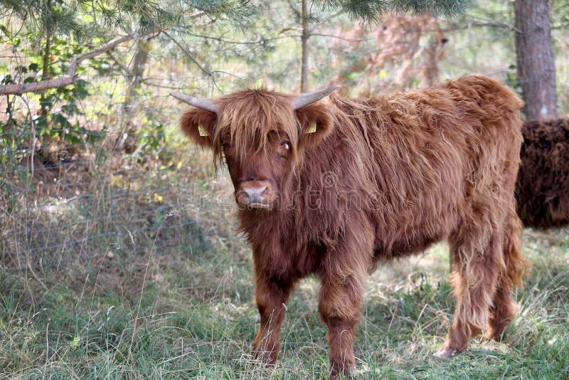 A Cow in a High Mountain Cow on a Lithuanian Farm Stock Photo - Image ...