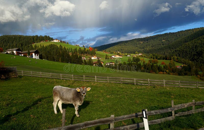 Cow on the hill stock image. Image of farm, mountains - 62960029