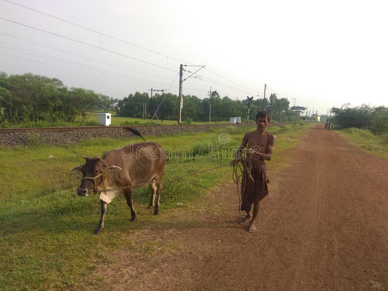 A cow with his master editorial image. Image of lord - 150471960