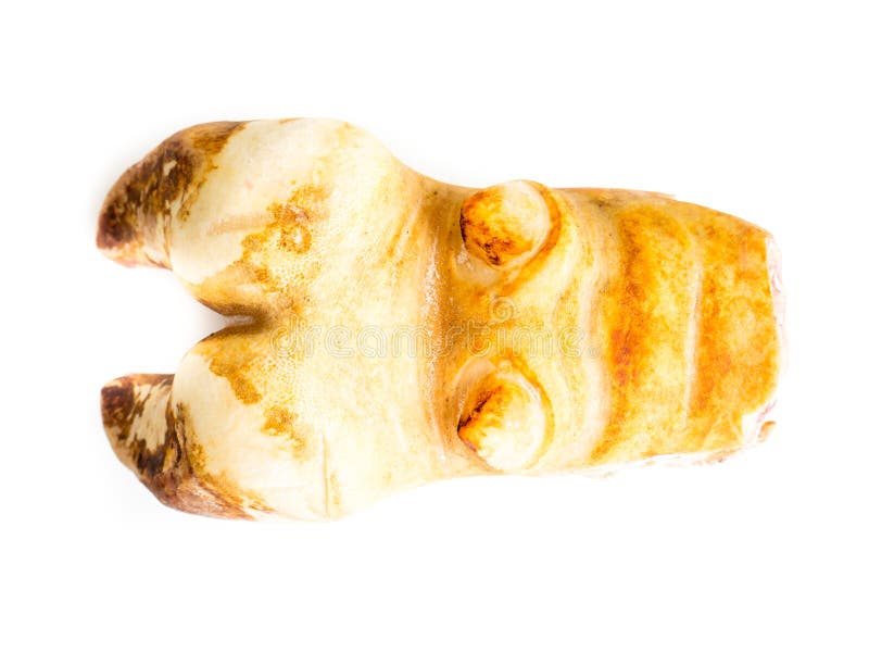 The cow hoof. stock image. Image of animal, color, hoof - 72495185