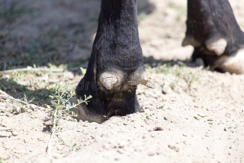 Cow hooves stock image. Image of equestrian, breeding - 93619415