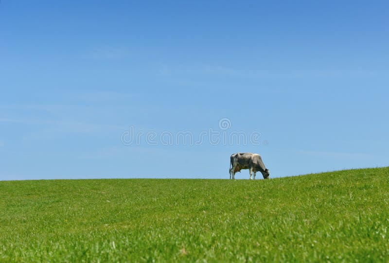 Cow horizon stock photo. Image of holstein, single, meadow - 31901636