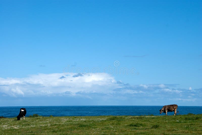 Cow on the horizon stock image. Image of beautiful, nice - 91264895