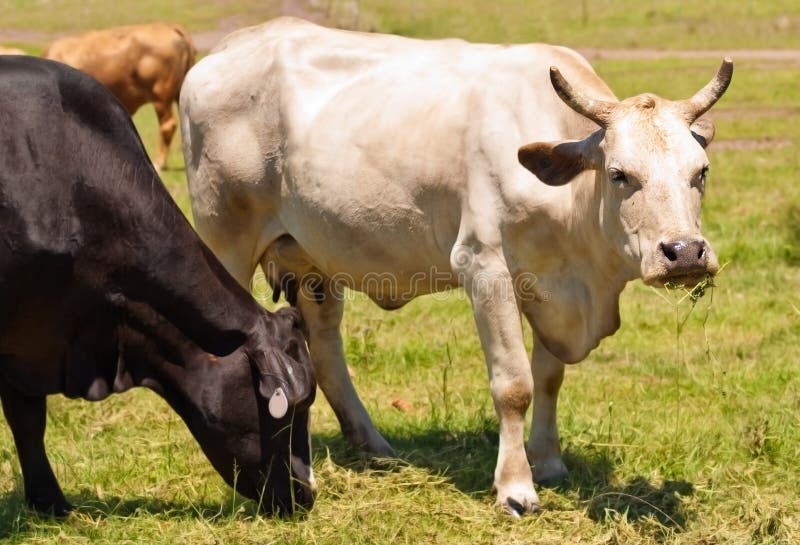 Cow with Horns Australian Bred Beef Cattle Stock Image - Image of ...