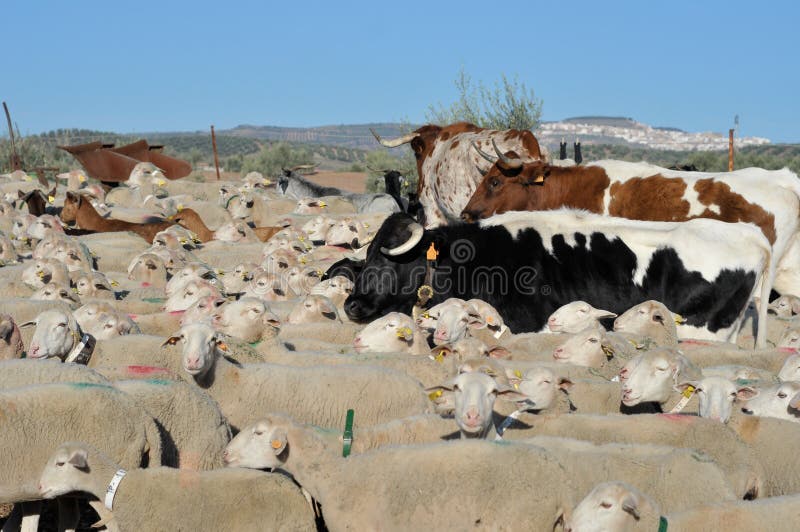 Cattle Forward Facing Stock Photos - Free & Royalty-Free Stock Photos ...