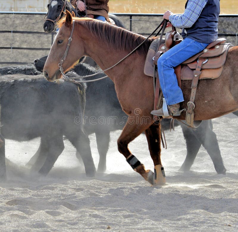 Cow Horse and Rider Work Cattle Stock Image - Image of tack, equine ...