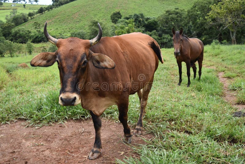 Cow and Horse stock image. Image of nature, young, rural - 67239647