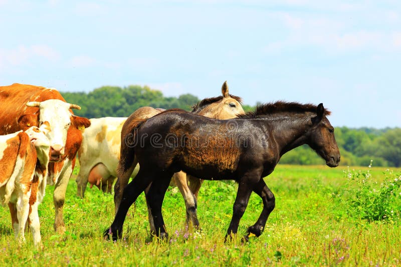 Cow and horses stock image. Image of farming, clouds - 96323927