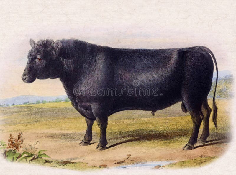 Country Delight Cow Milk Stock Photos - Free & Royalty-Free Stock ...