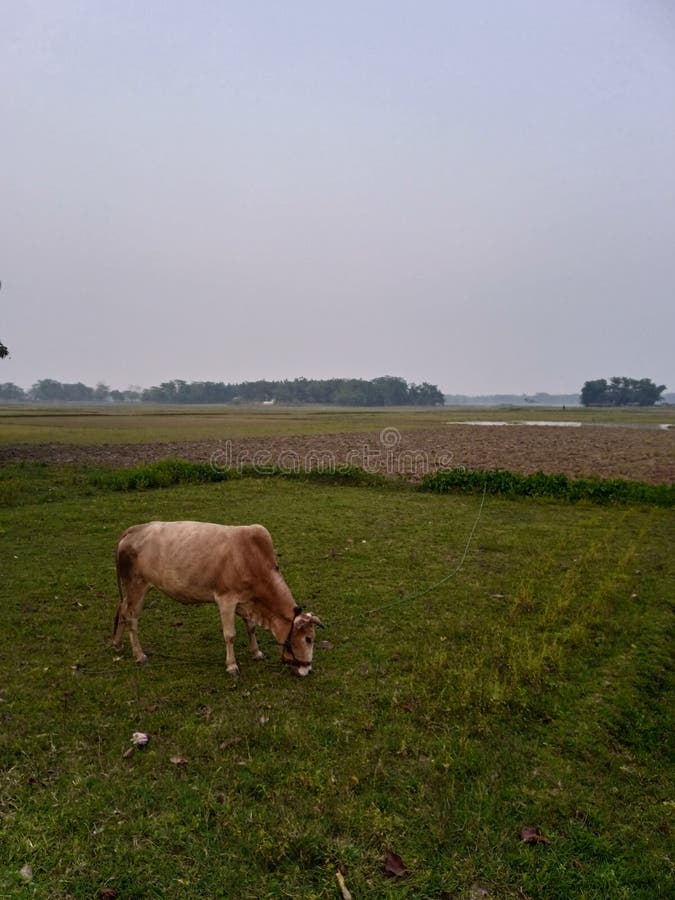 Cow image stock image. Image of large, nice, green, eats - 275756249