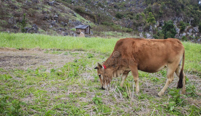 The Cow Indigenous Species in Vietnam. Stock Image - Image of country ...