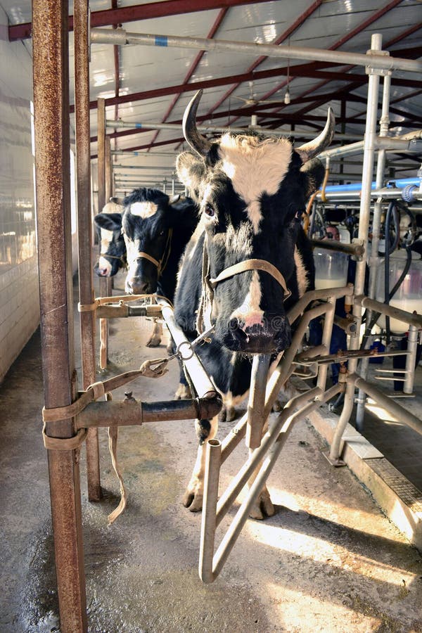 Dairy farm stock image. Image of grass, animal, brown - 307096969