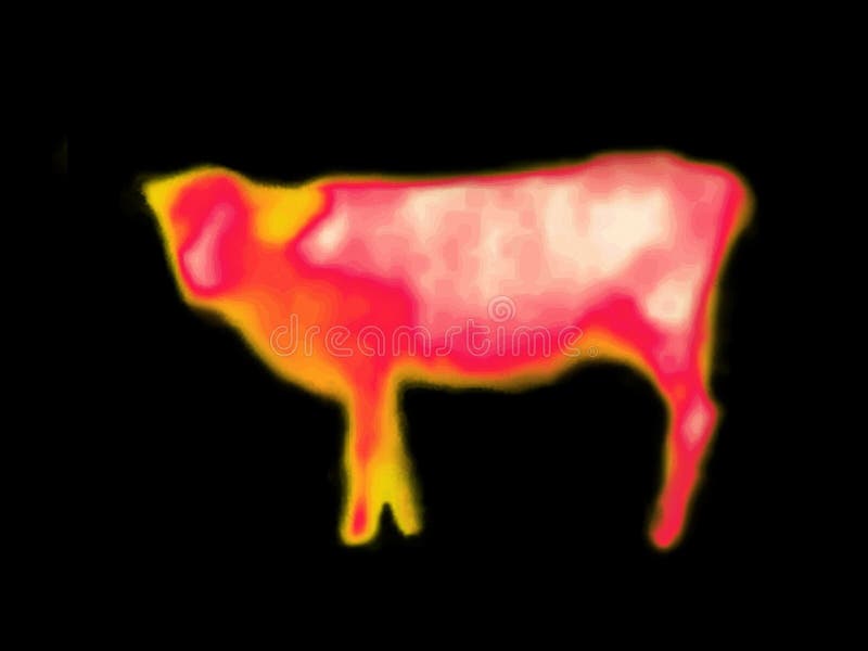 Cow infrared stock photo. Image of temperature, grassland - 275336282