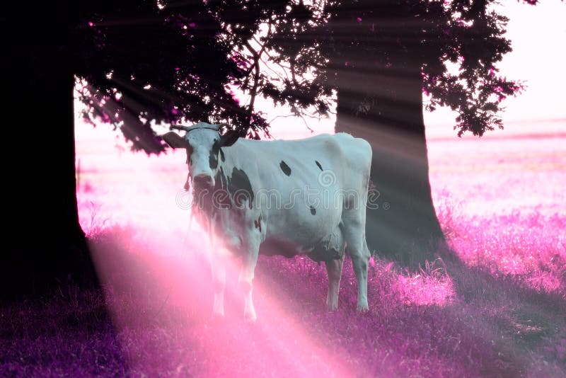 Cow and infrared rays stock image. Image of meditation - 203372157