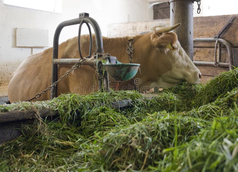 Cow inside of a cow barn stock photo. Image of beef, dairy - 32630348