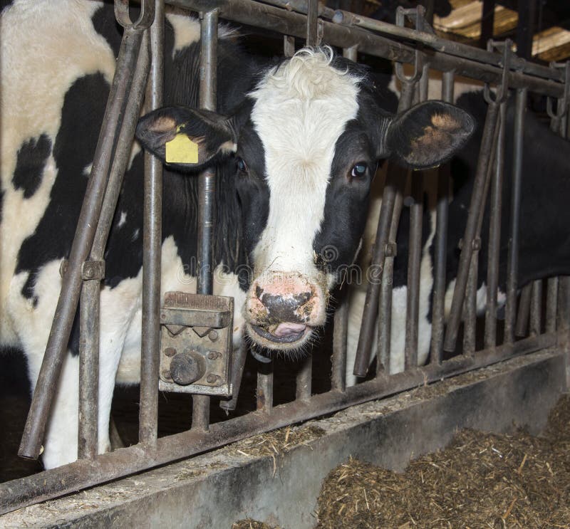 Cow inside farmers place stock photo. Image of dairy - 241393220