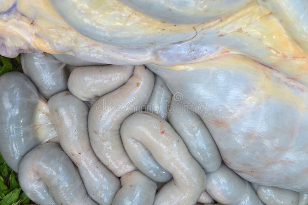 Cow intestines stock image. Image of dinner, food, bowels - 61042961