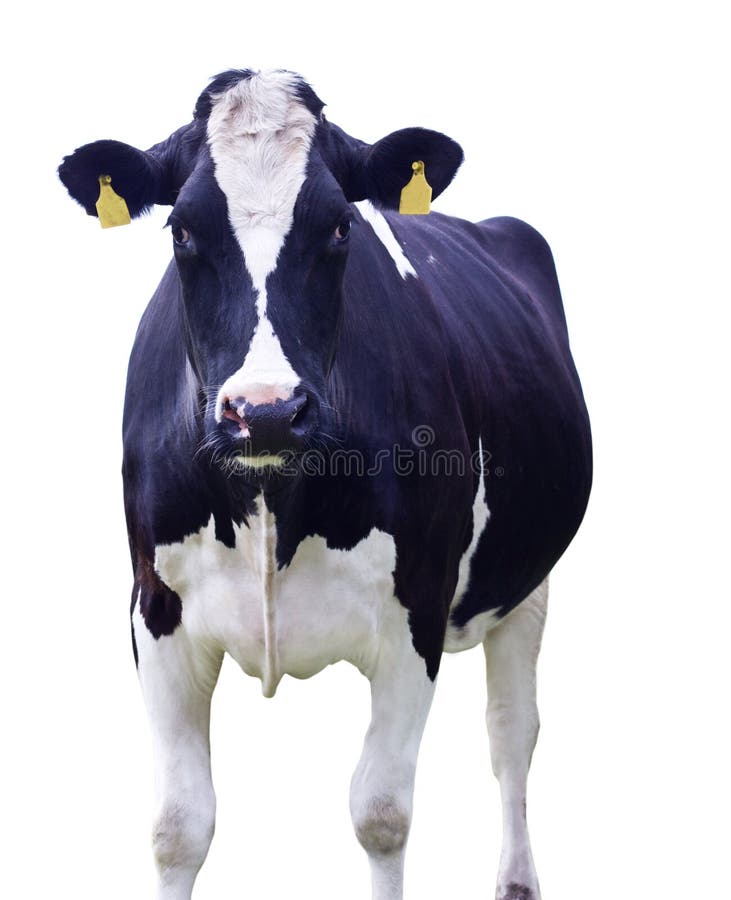 Ms. Cow stock photo. Image of body, close, animal, upper - 234138