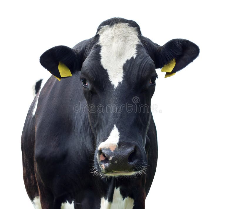 Cow,Isolated stock photo. Image of whisper, herd, isolation - 25419590