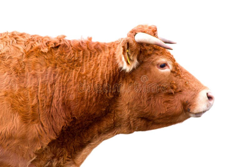 Cow isolated stock image. Image of white, livestock, forehead - 29222209