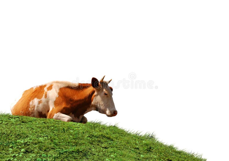 Cow isolated at the field stock image. Image of veal - 18597815
