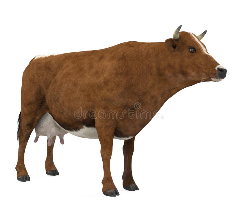Cow Isolated stock illustration. Illustration of farming - 279199812