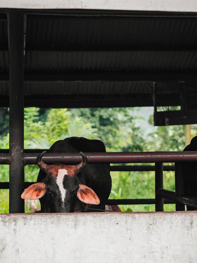 A cow in its cage stock photo. Image of farm, honeybee - 297663224