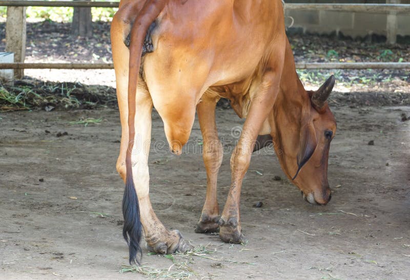 Cow with its hind leg cut stock image. Image of thai - 120922523