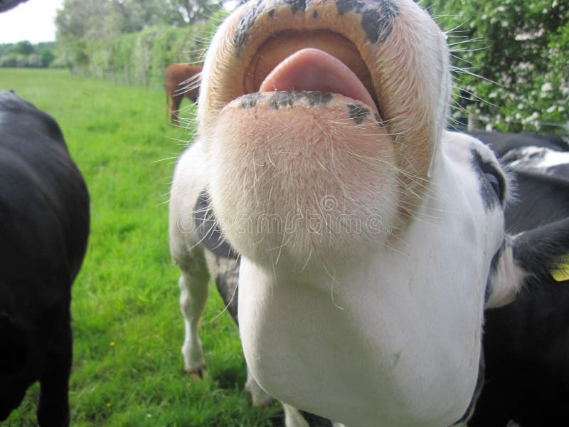 Laughing Cow stock photo. Image of open, laughing, farm - 154705668