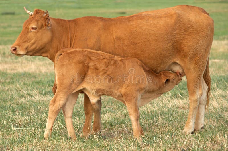 Cow with its son stock image. Image of innocence, cows - 927793