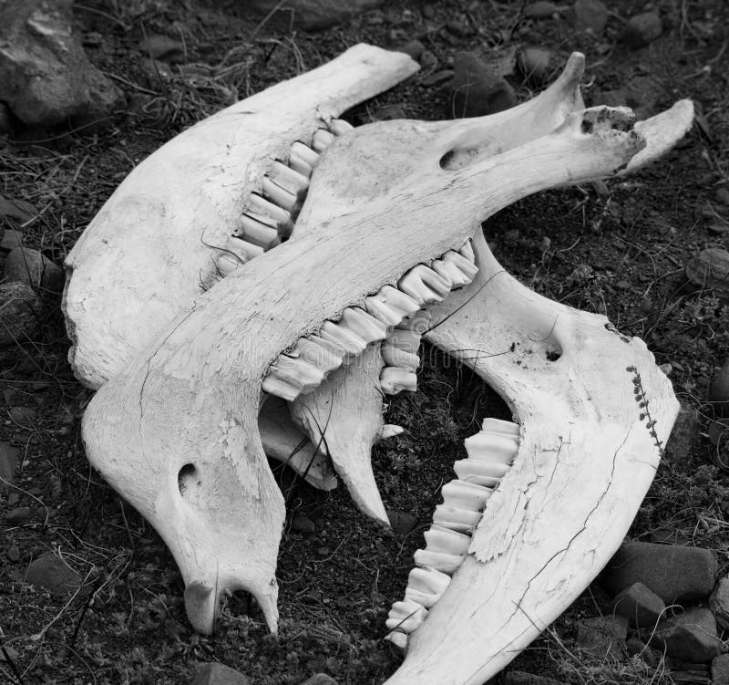 Cow jaws stock image. Image of white, parched, altay - 11151703