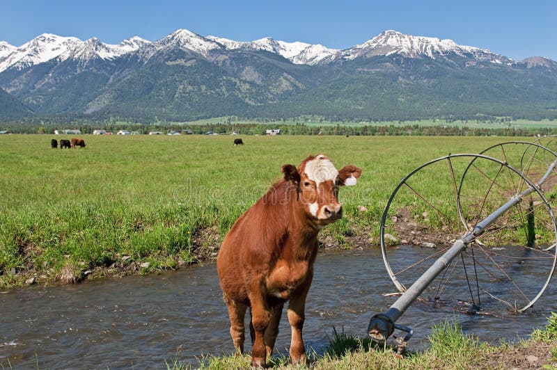Cow in Joseph, Oregon stock photo. Image of county, covered - 16863542