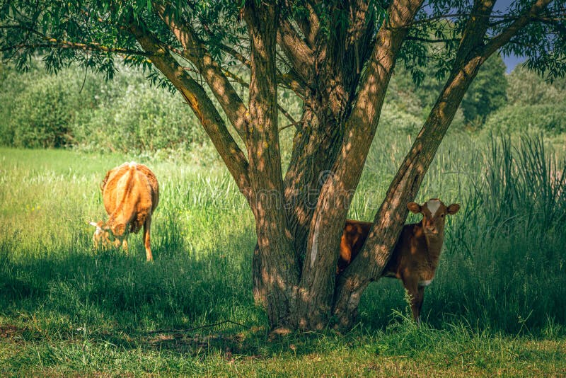 Cow stock photo. Image of spring, animal, summer, grass - 194331882