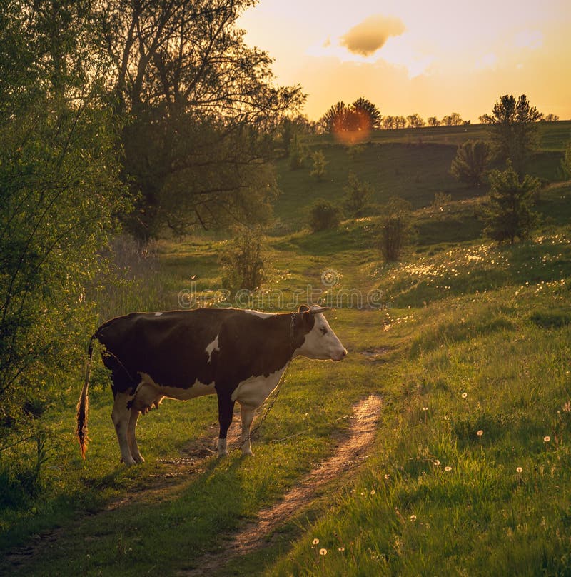 Cow stock photo. Image of pond, summer, mammal, nature - 172498960