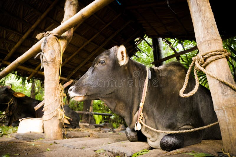 Cow kerala traditional stock photo. Image of traditional - 158228148